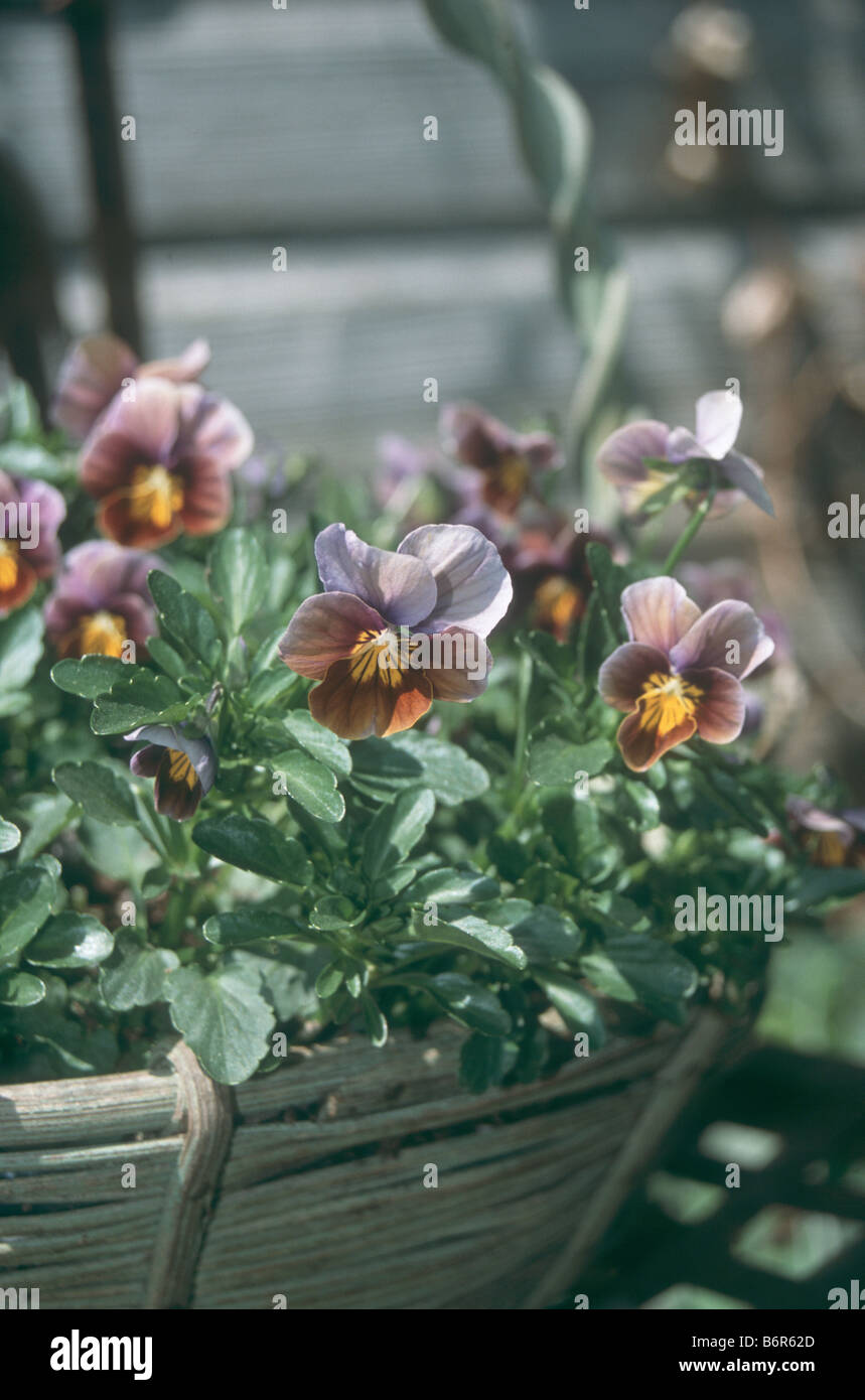 Viola 'Velour Chocolate Frost' in pot in garden Stock Photo - Alamy