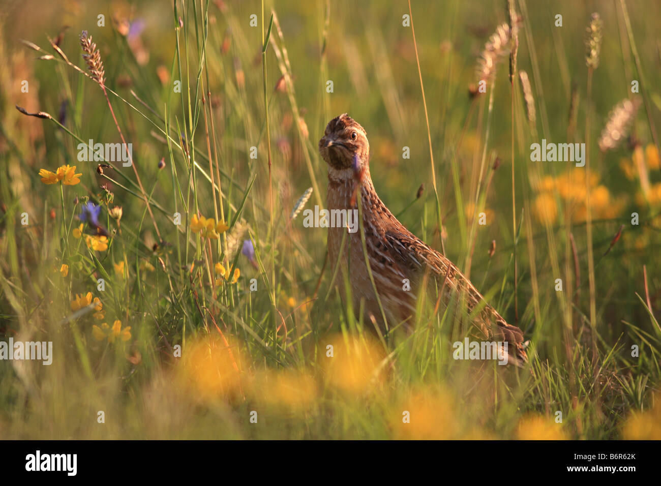 Quail male singing hi-res stock photography and images - Alamy