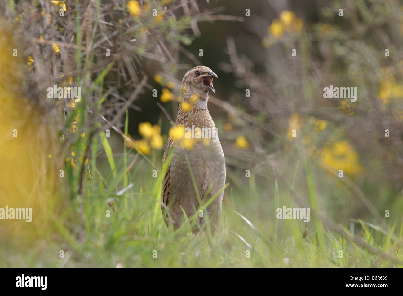 Quail male singing Stock Photo - Alamy