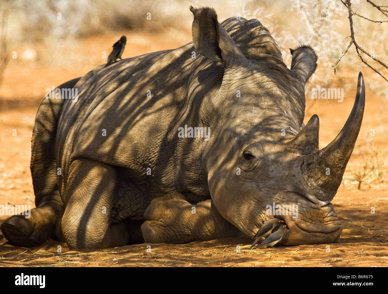 Oxpecker And Rhino Relationship
