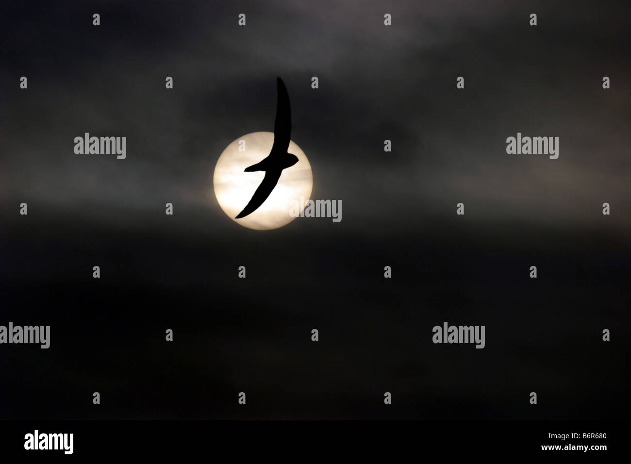 Swift and sunset Stock Photo - Alamy