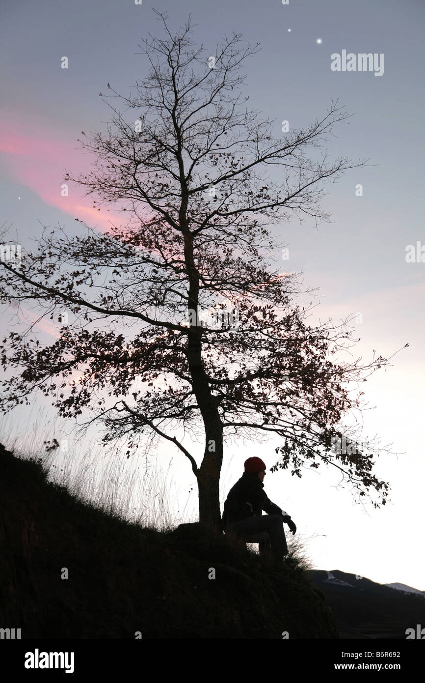Oak tree & sunset Stock Photo - Alamy