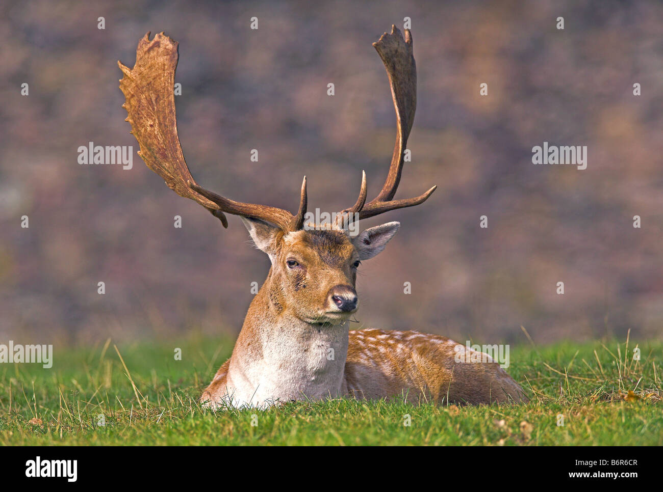 Bradgate fallow hi-res stock photography and images - Alamy