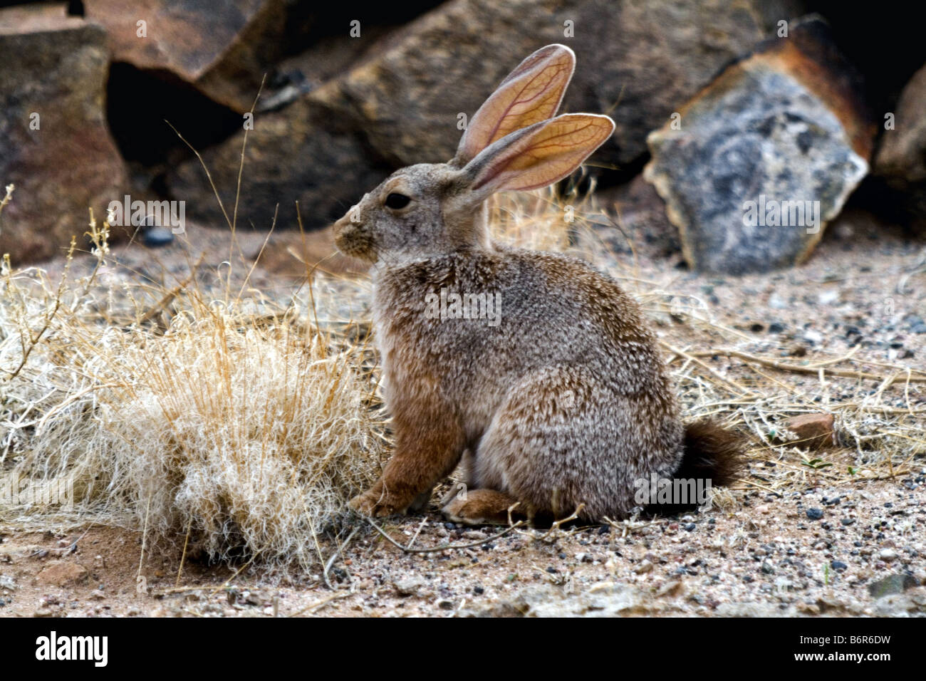 Rock rabbits south africa hi-res stock photography and images - Alamy