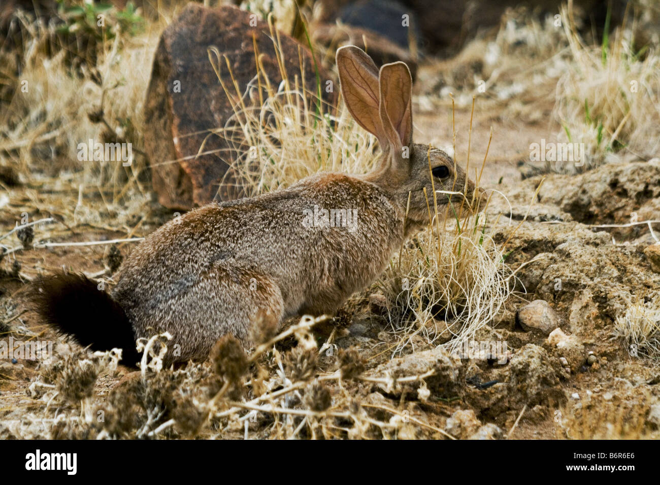 Pronolagus hi-res stock photography and images - Alamy