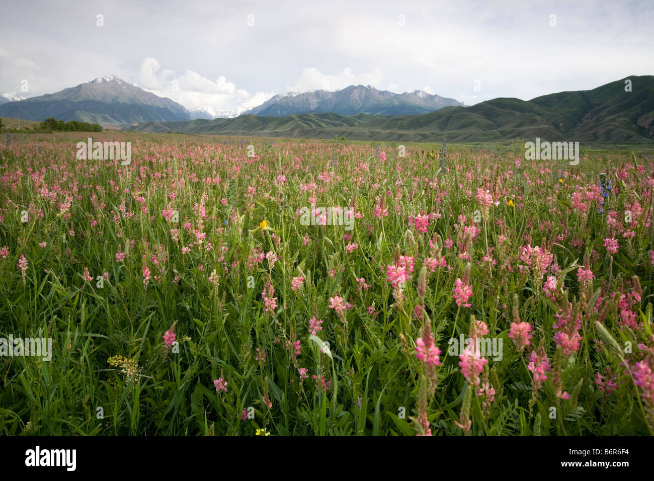 Field of colourful flowers as seen against the majestic backdrop of ...