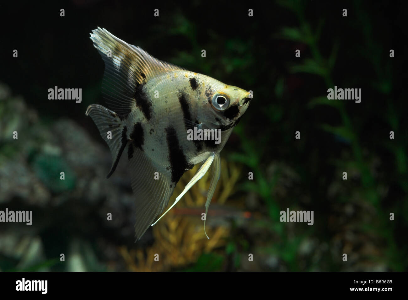 Angel fish in aquarium Stock Photo - Alamy