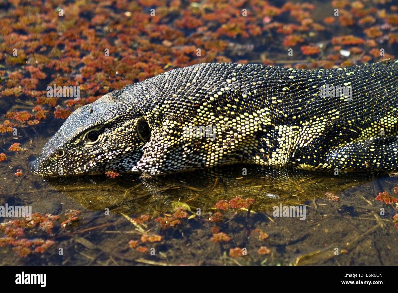 Nile monitors hi-res stock photography and images - Alamy