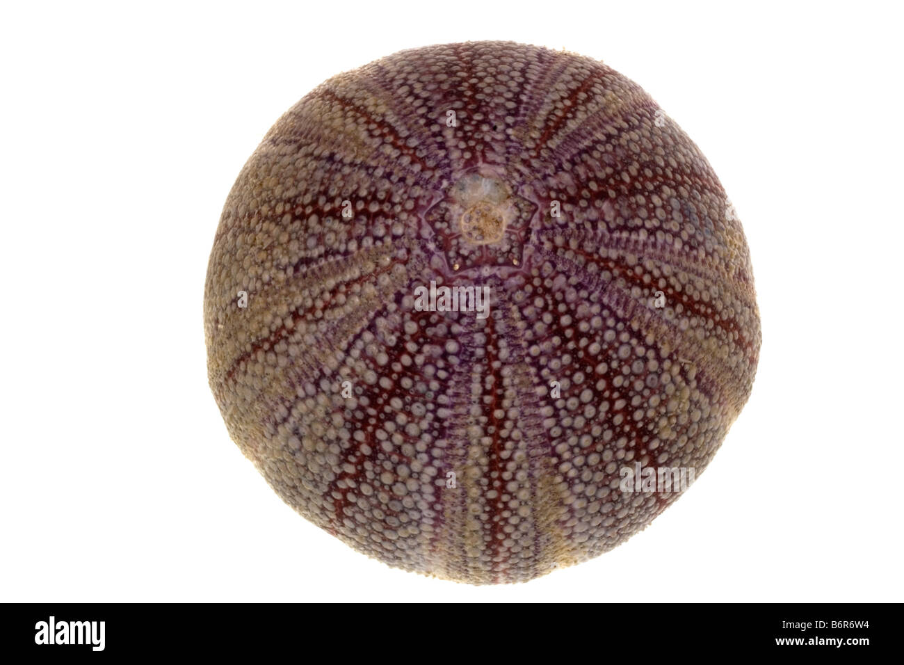 Spiny sea urchin exoskeleton hi-res stock photography and images - Alamy