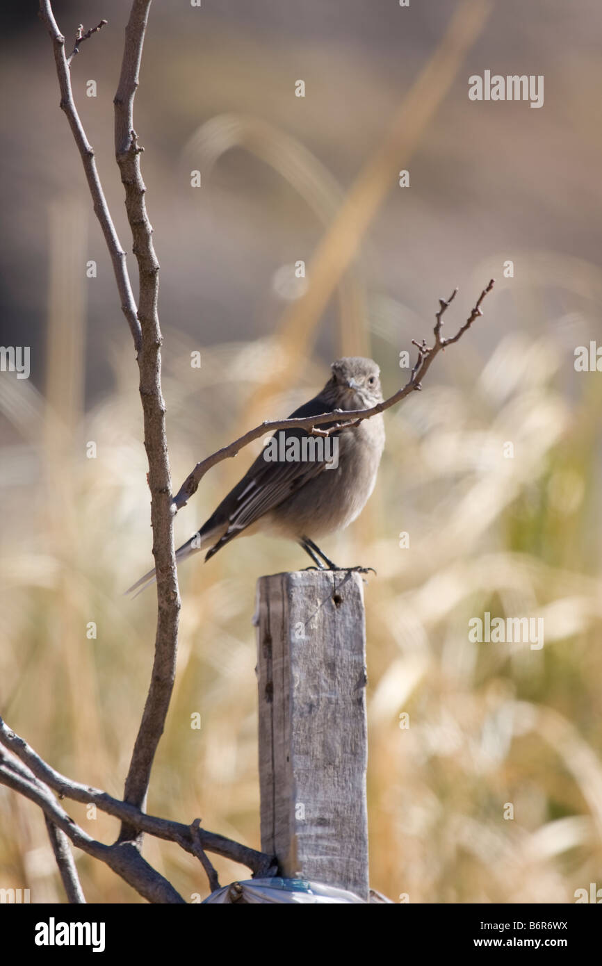 Bird on stick facing camera. Next to Quebrada del Condorito, Cordoba ...