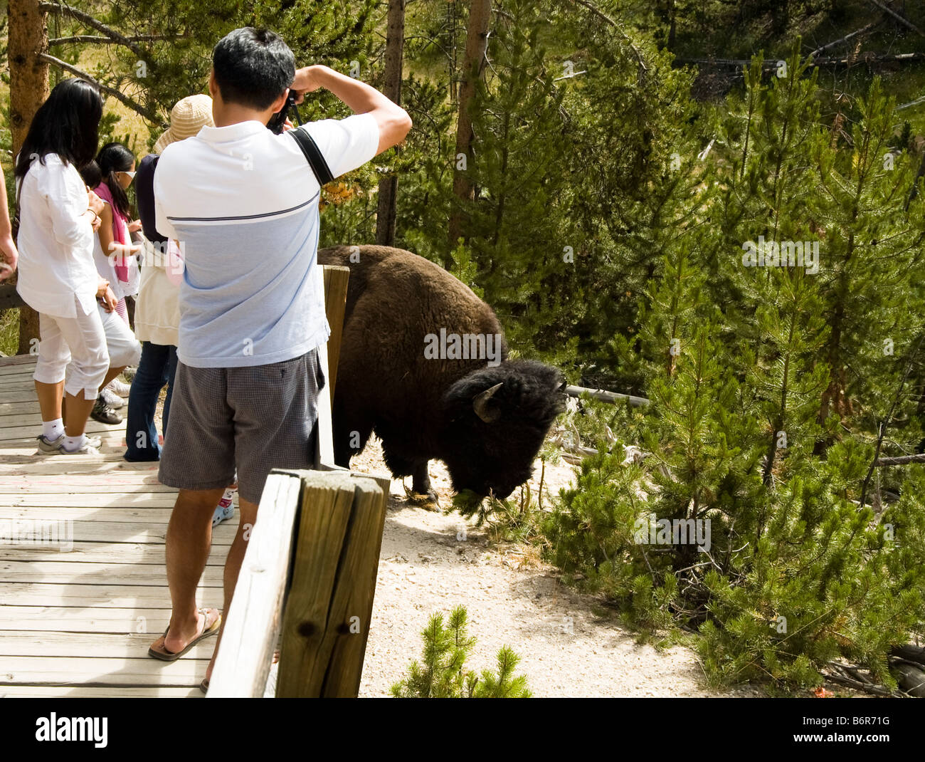 tourists watching the buffalo along Mud Volcano trail in Yellowstone ...