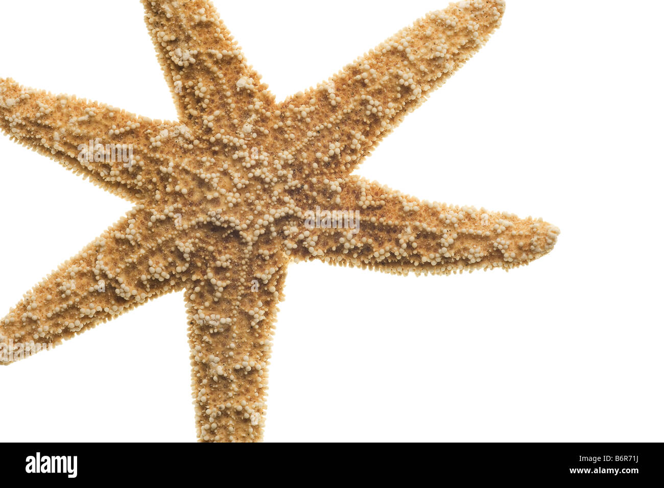 Starfish isolated on white background Stock Photo - Alamy
