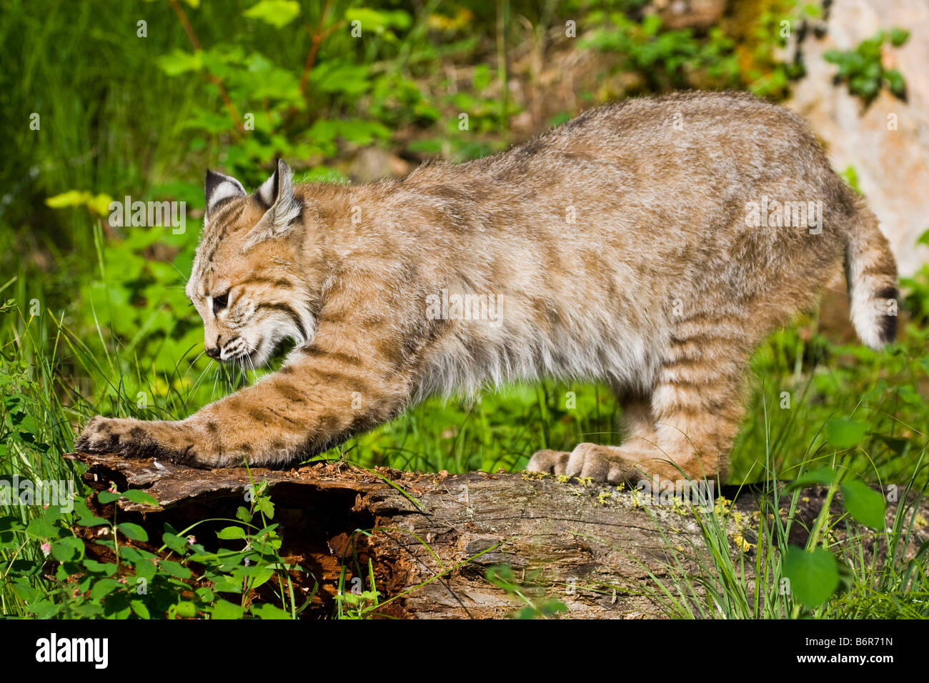 Bobcat crouching and scratching on a fallen log- controlled conditions ...