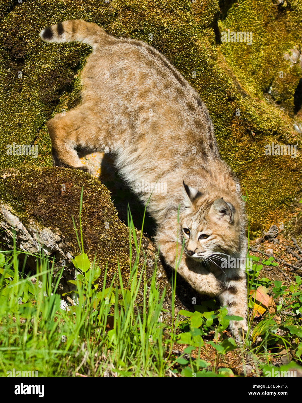 Bobcat crouched hi-res stock photography and images - Alamy