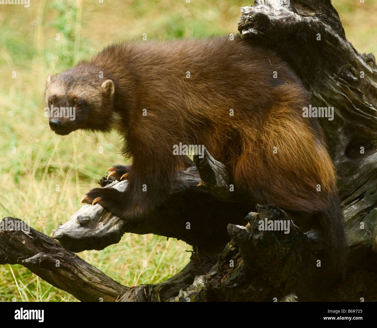 A wolverine rummages atop a fallen log - controlled conditions Stock ...