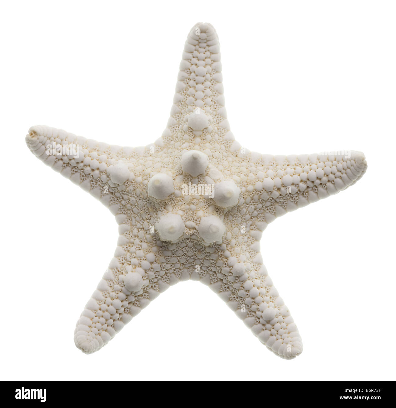 Starfish isolated on white background Stock Photo - Alamy