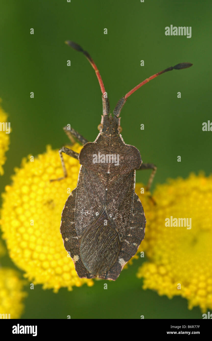 Enoplops scapha hi-res stock photography and images - Alamy