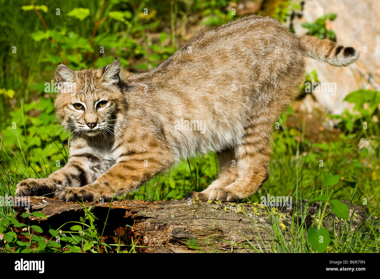 Bobcat crouching and scratching a fallen log- controlled conditions ...
