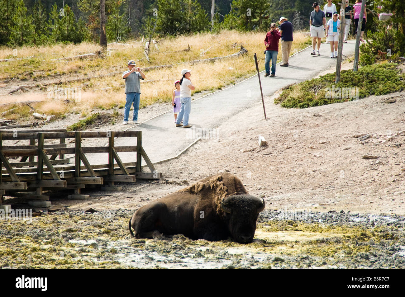 tourists watching the buffalo along Mud Volcano trail in Yellowstone ...