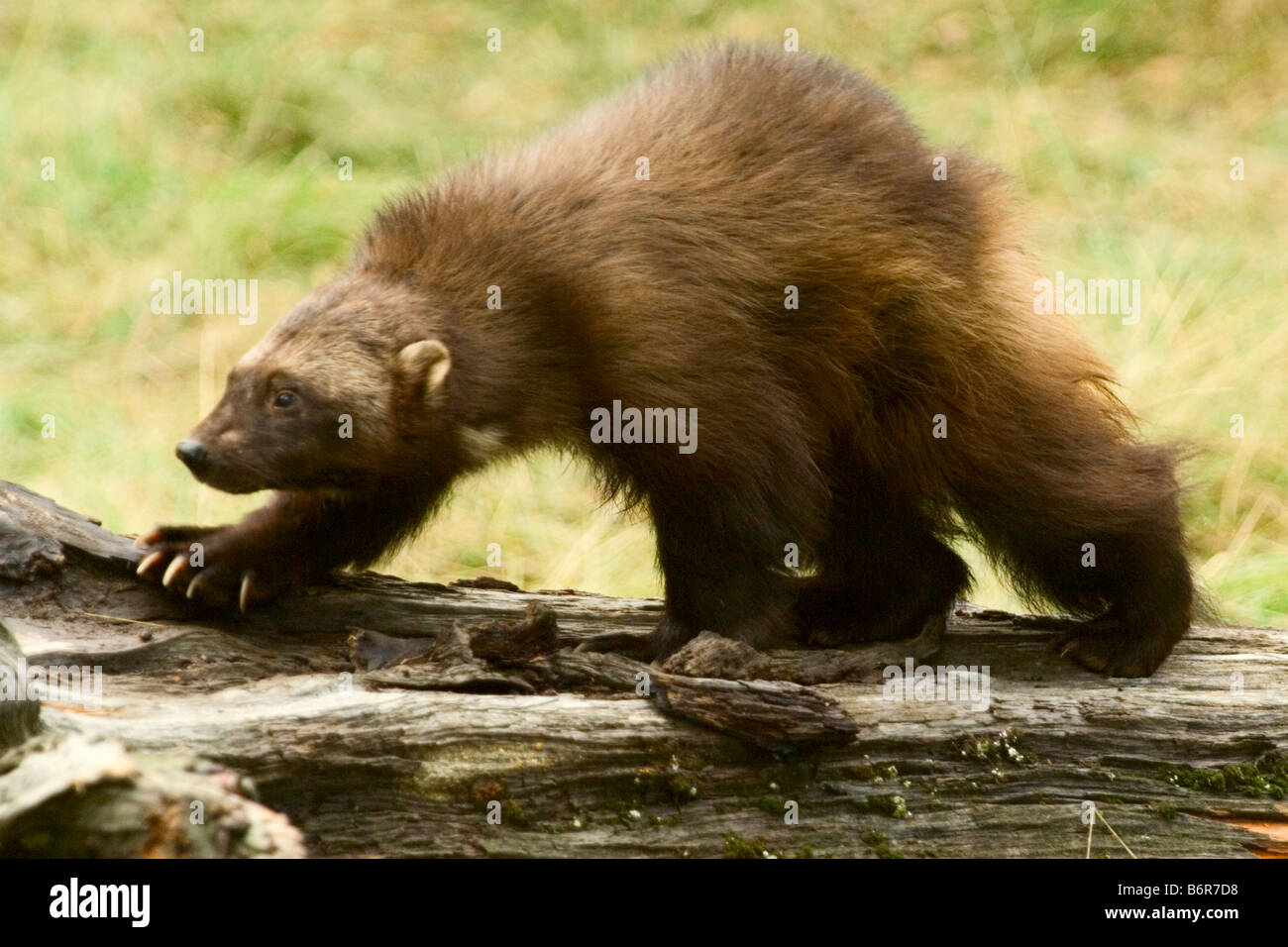 Wolverine claws hi-res stock photography and images - Alamy
