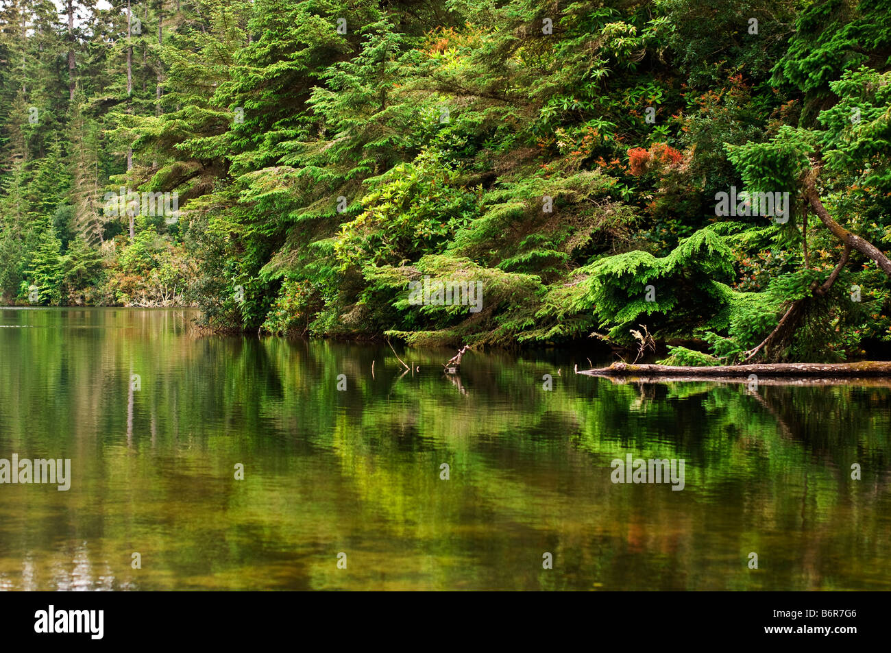 Green forest and lake hi-res stock photography and images - Alamy
