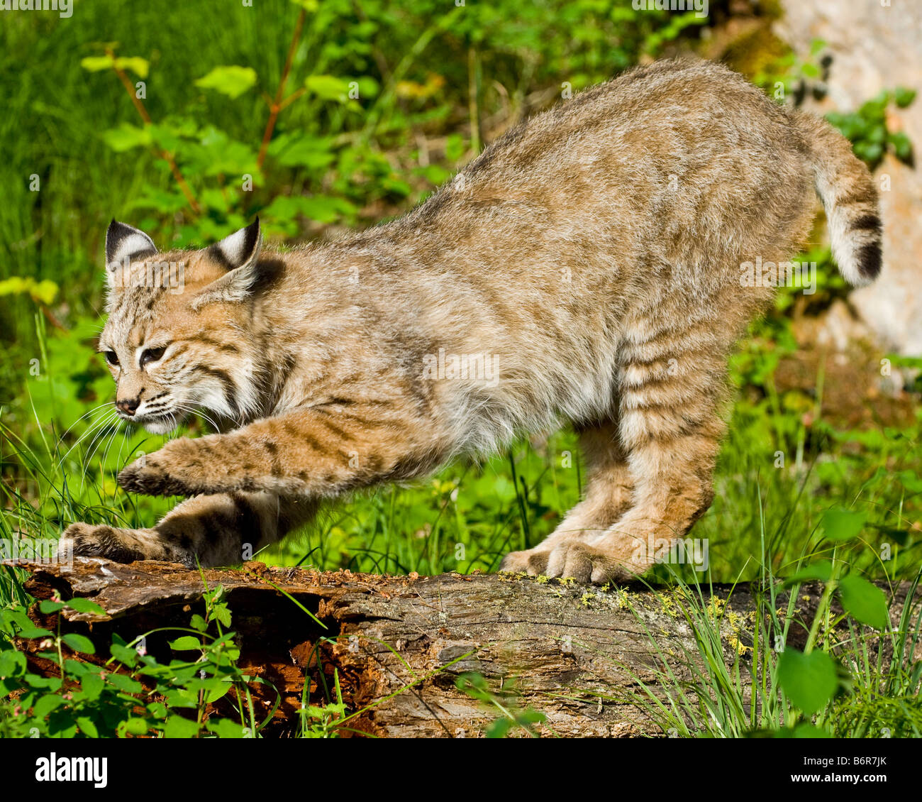Crouching predator hi-res stock photography and images - Alamy