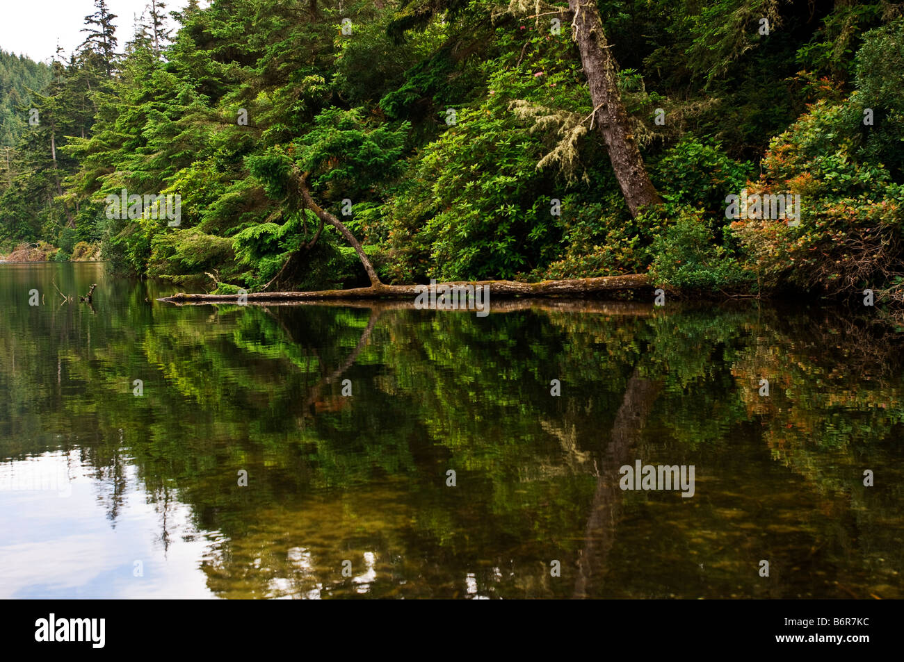 lake pond green forest Stock Photo - Alamy