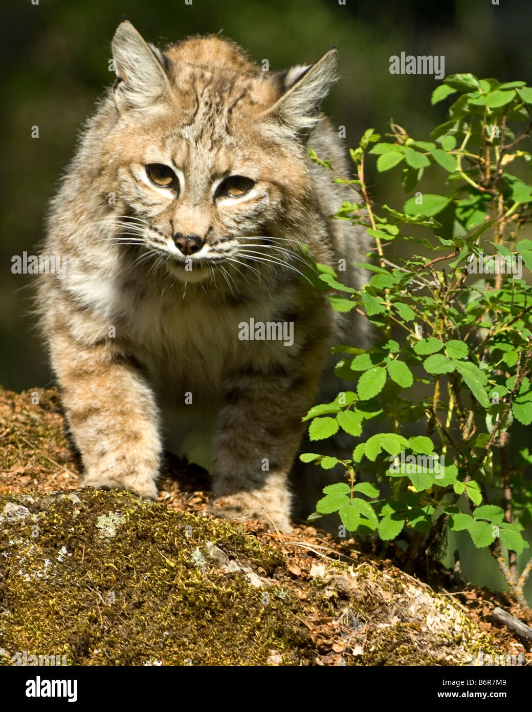 Bobcat stalking on a mossy rock- controlled conditions Stock Photo - Alamy