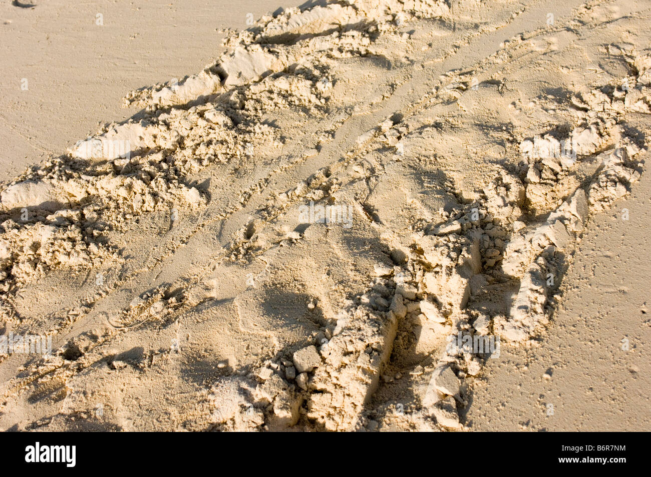 Turtle tracks on a nesting beach, Turtle Islands National Park, Sabah ...