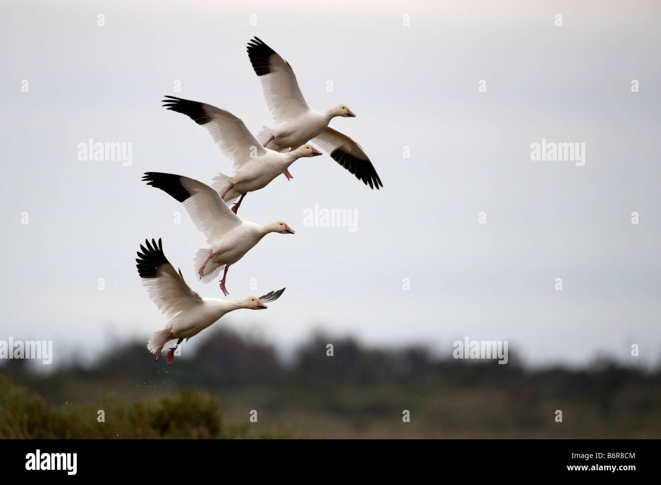 Flying snow geese hi-res stock photography and images - Alamy