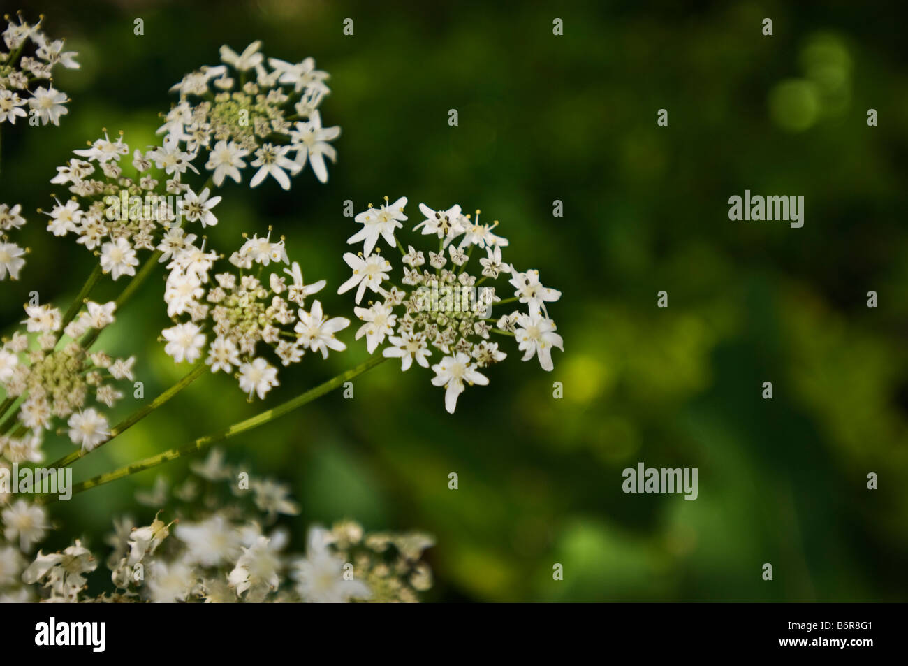 queen anne's lace Stock Photo - Alamy