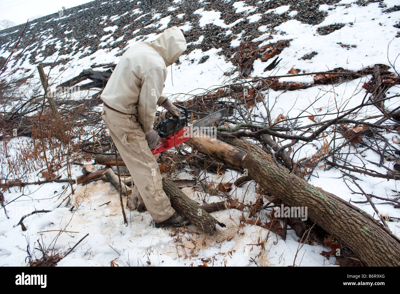 Man cutting tree with chainsaw Stock Photo - Alamy