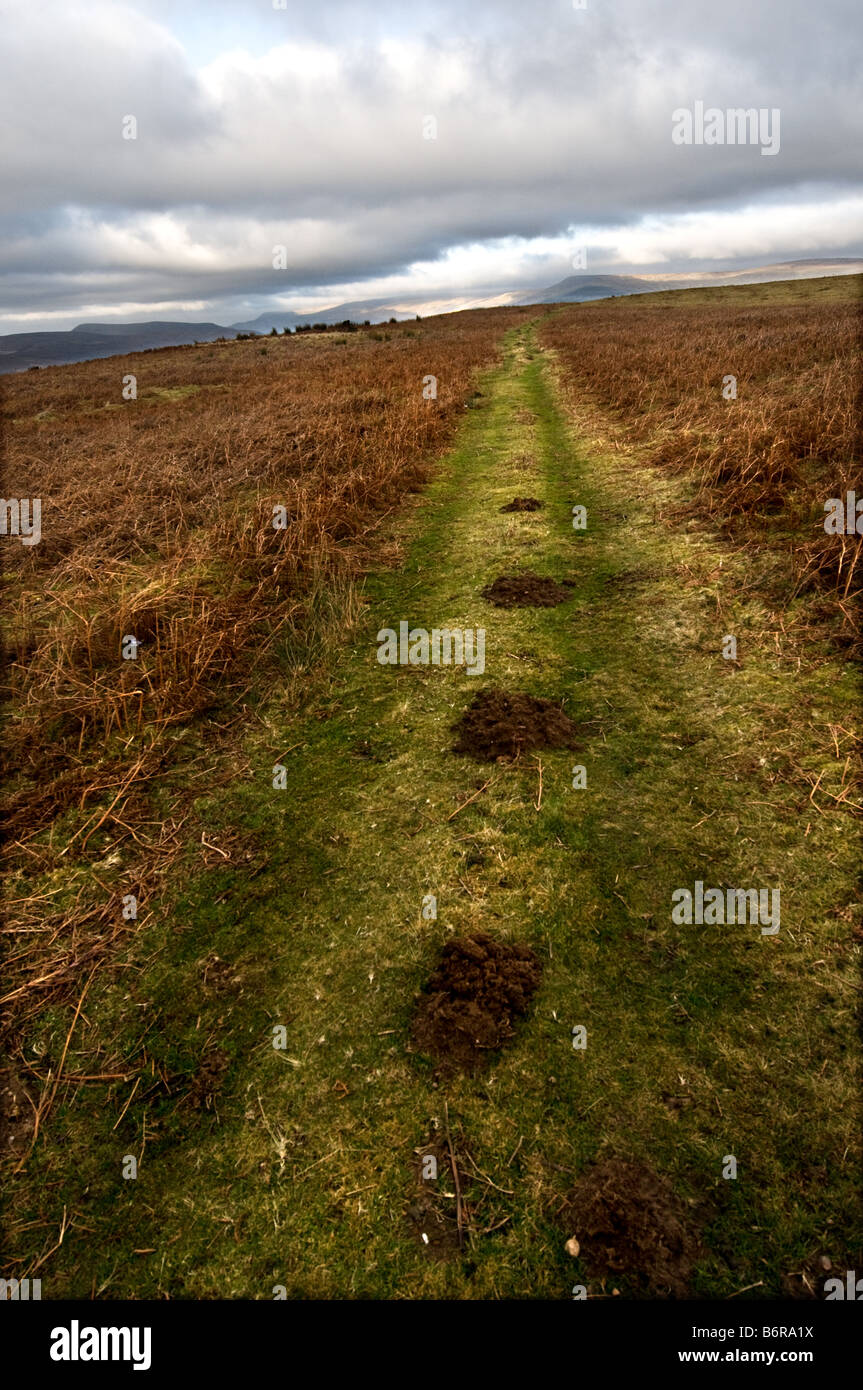 A track across Llangynidr Moors in Wales Stock Photo - Alamy