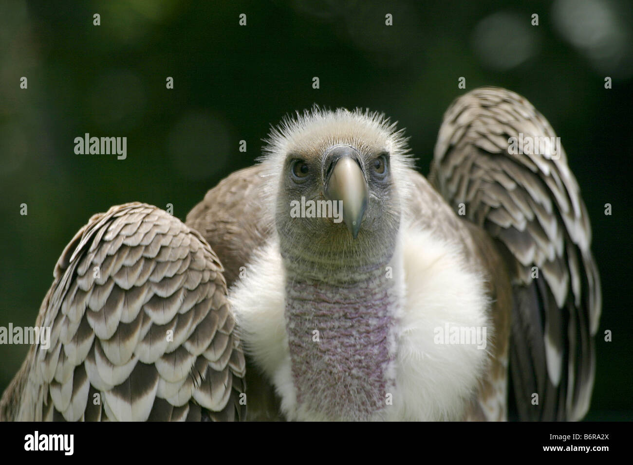 Vulcture hi-res stock photography and images - Alamy