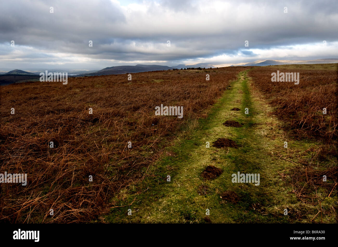 A track across Llangynidr Moors in Wales Stock Photo - Alamy