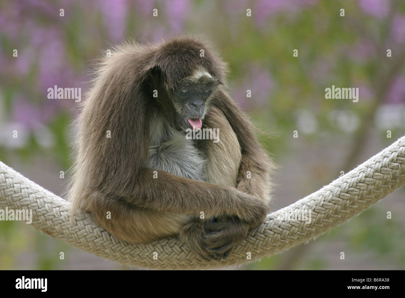 ESCONDIDO CA APRIL 4 A colobus spider monkey on a rope at the San Diego ...