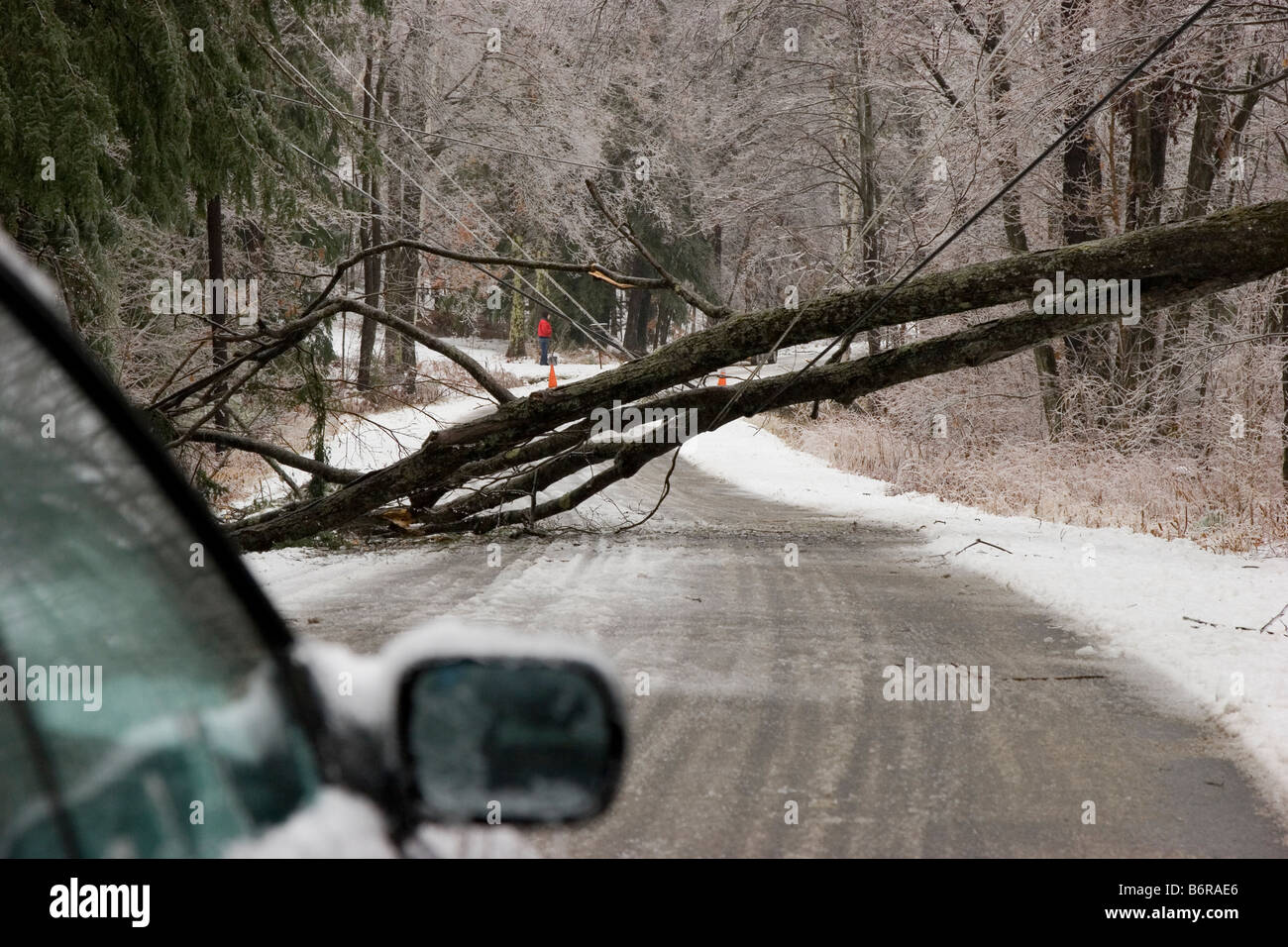 Tree fallen across power line and road in front of car Stock Photo - Alamy