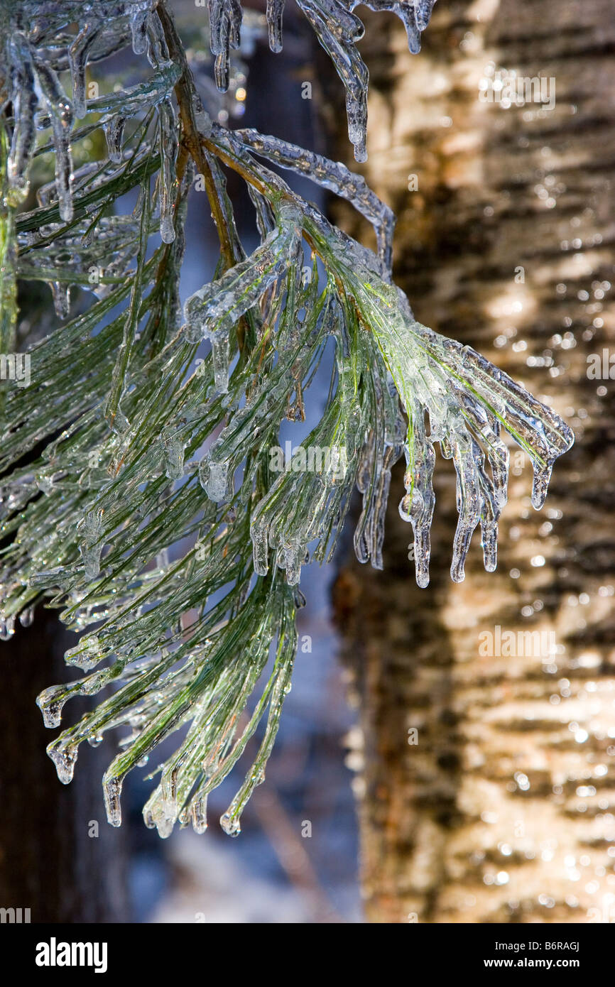 Iced pine tree hi-res stock photography and images - Alamy