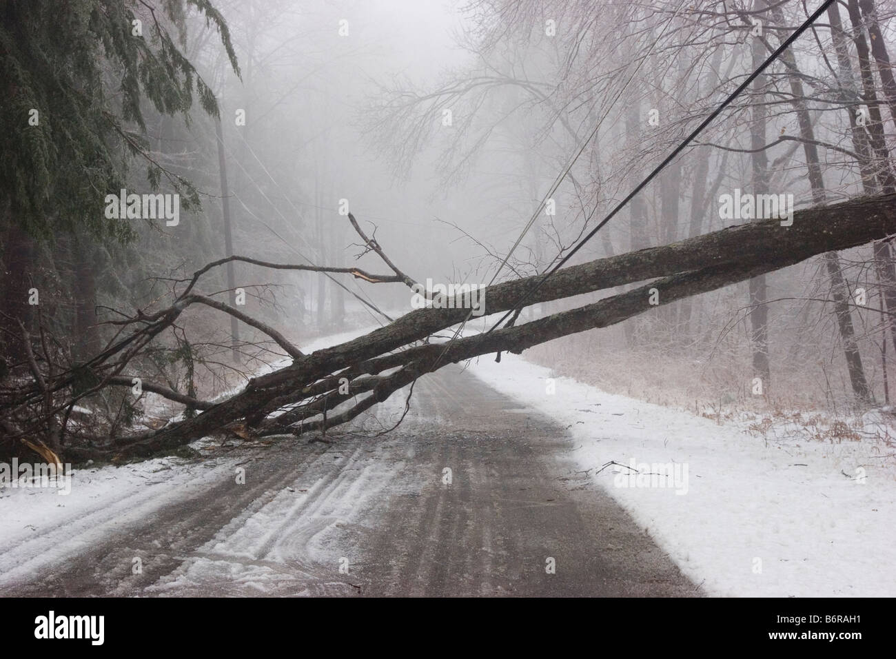 Tree fallen on power line across road blocking roadway dangerous hazard ...