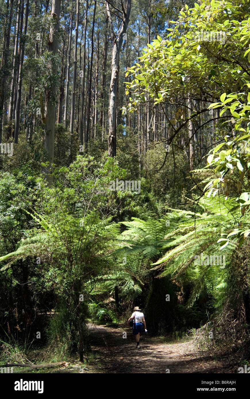Australian mountain ash forest hi-res stock photography and images - Alamy