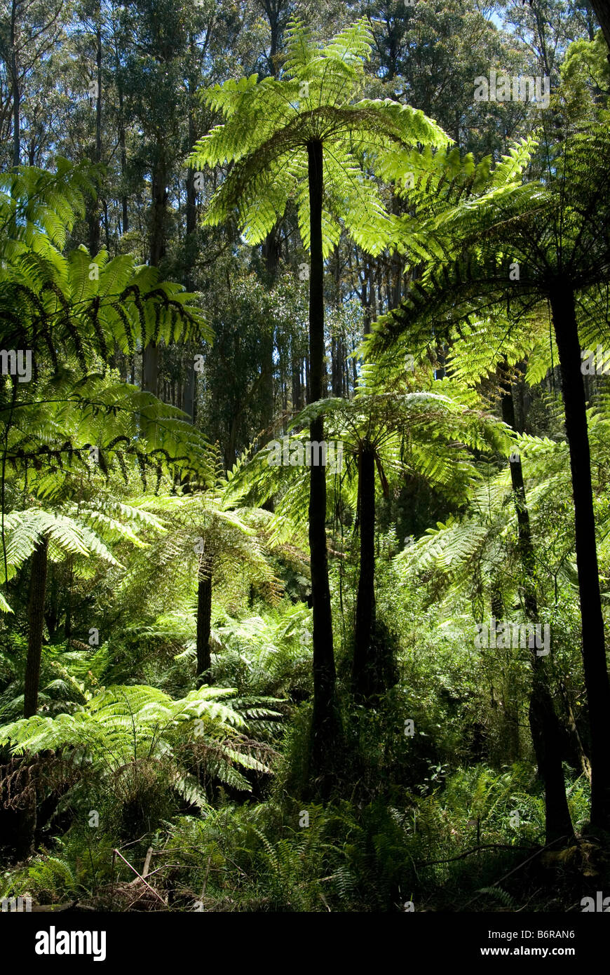 Fern tree in mountain ash hi-res stock photography and images - Alamy
