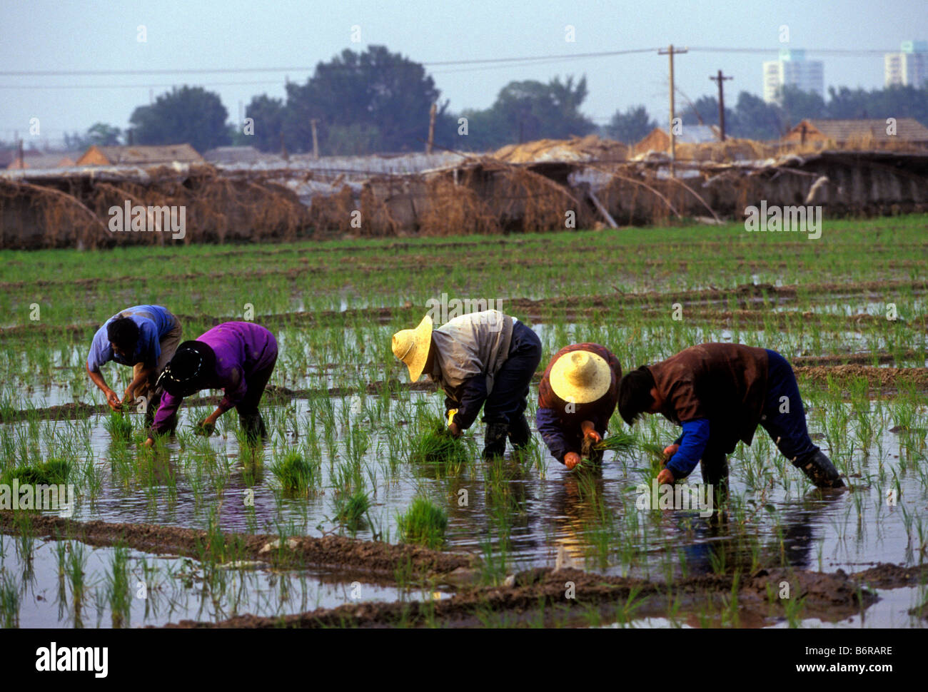 Rice fields china workers hi-res stock photography and images - Alamy