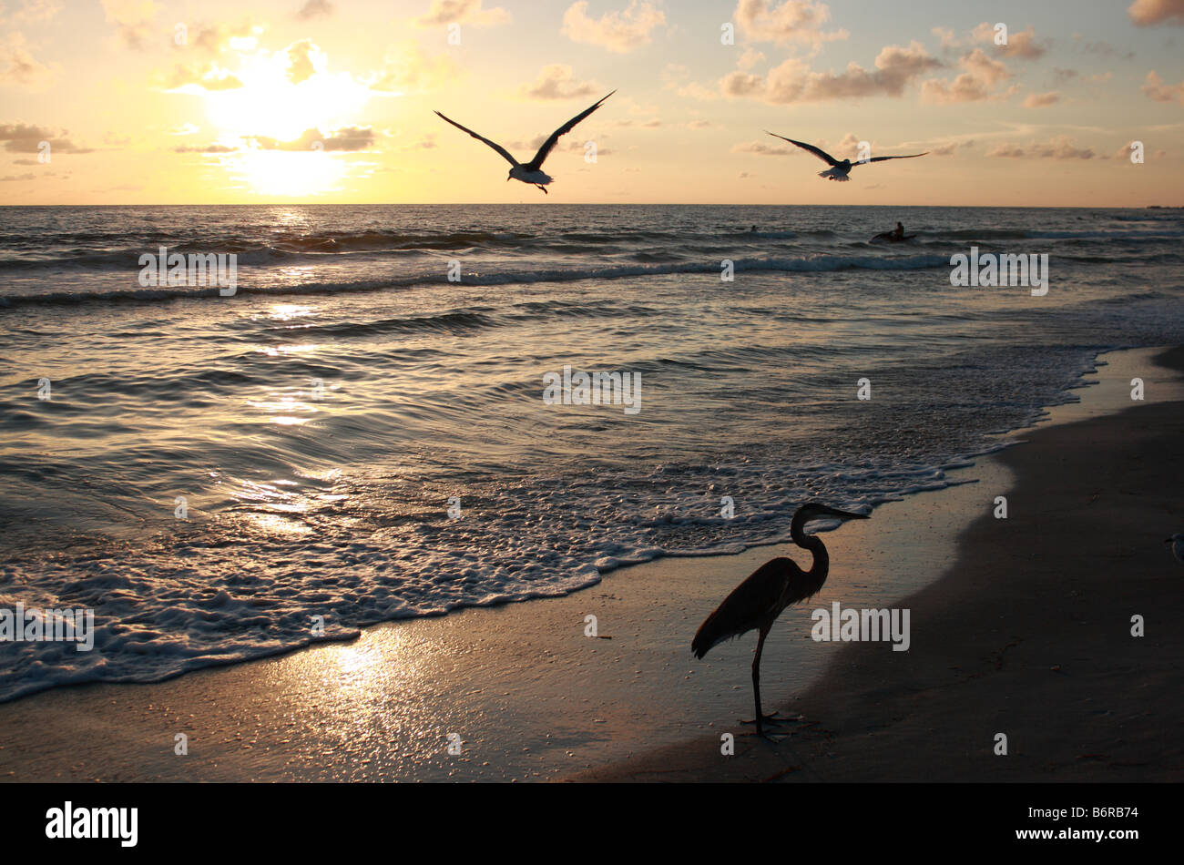 Sarasota city night view florida hi-res stock photography and images ...