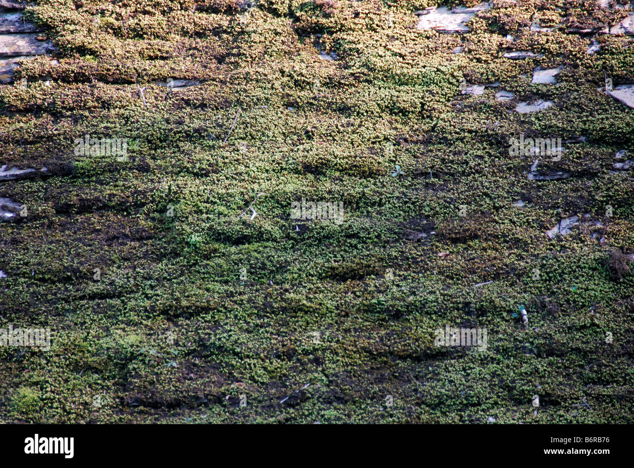 limestone roof tiles and moss, Cotswolds, Gloucestershire Stock Photo ...