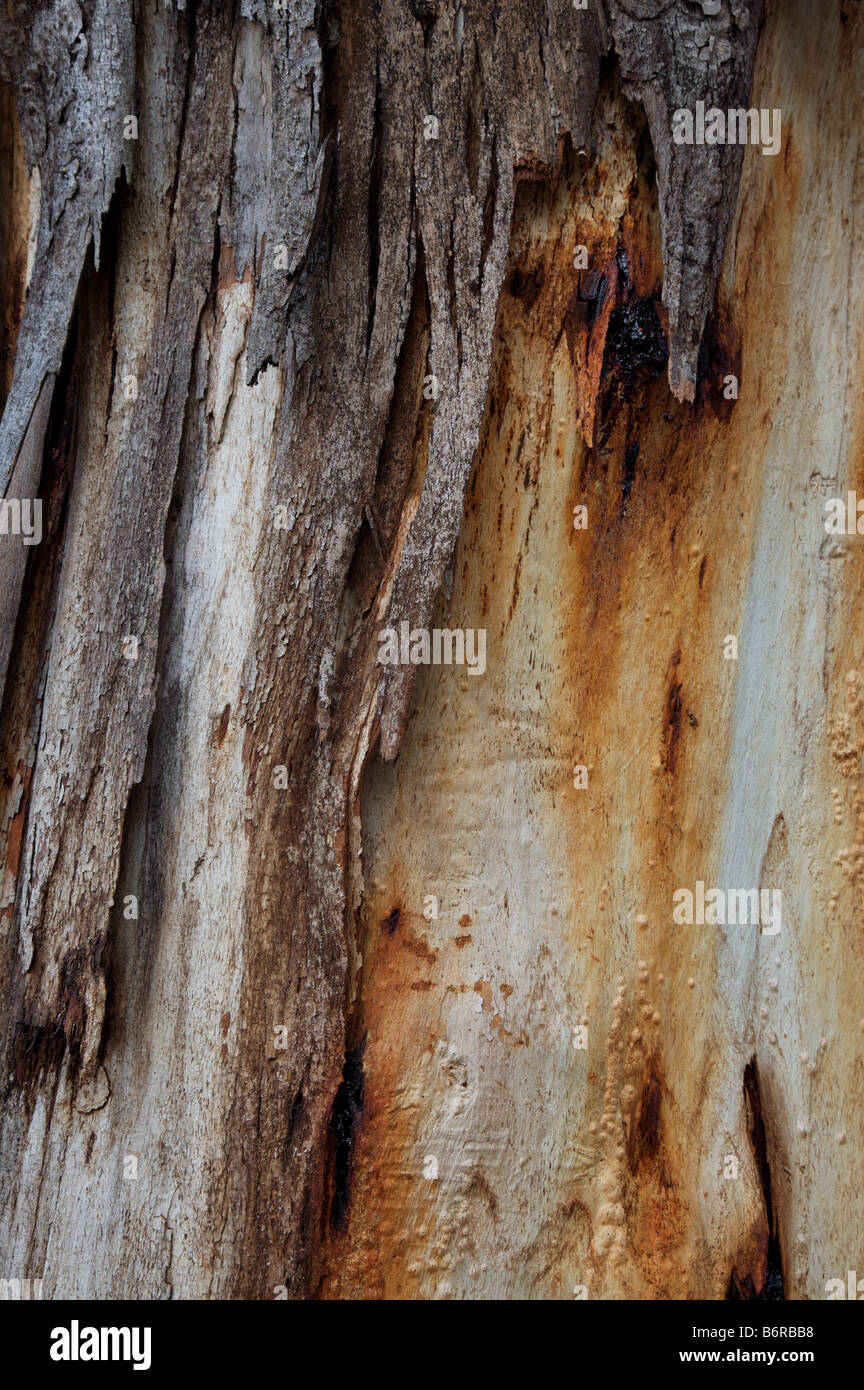 Australian native tree bark hi-res stock photography and images - Alamy