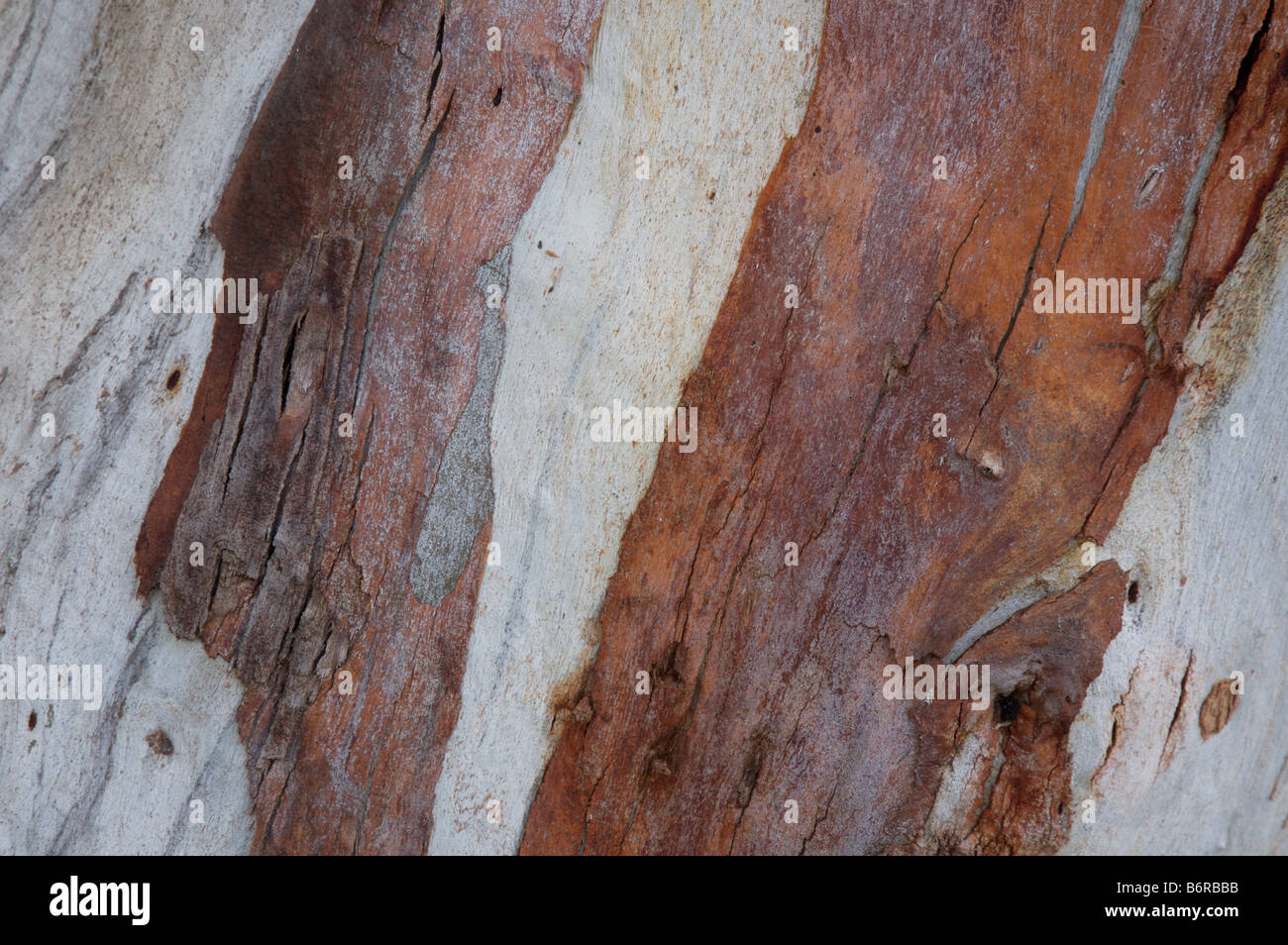 Peeling bark detail of Eucalyptus (or gum) tree Stock Photo - Alamy