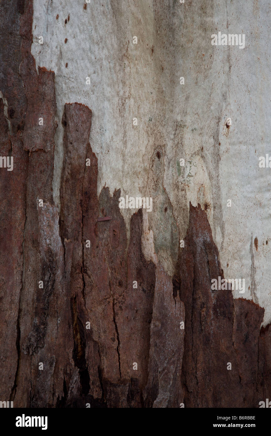 Australian native tree bark hi-res stock photography and images - Alamy