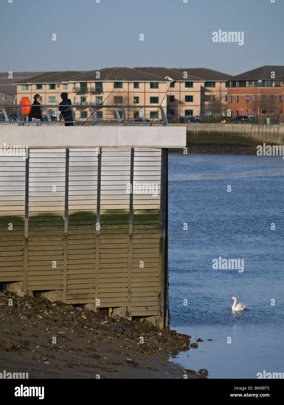 Swan fishing hi-res stock photography and images - Alamy