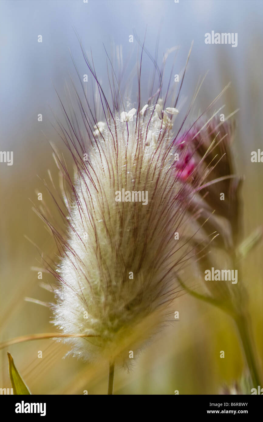 Close up of Wild Grass Stock Photo - Alamy