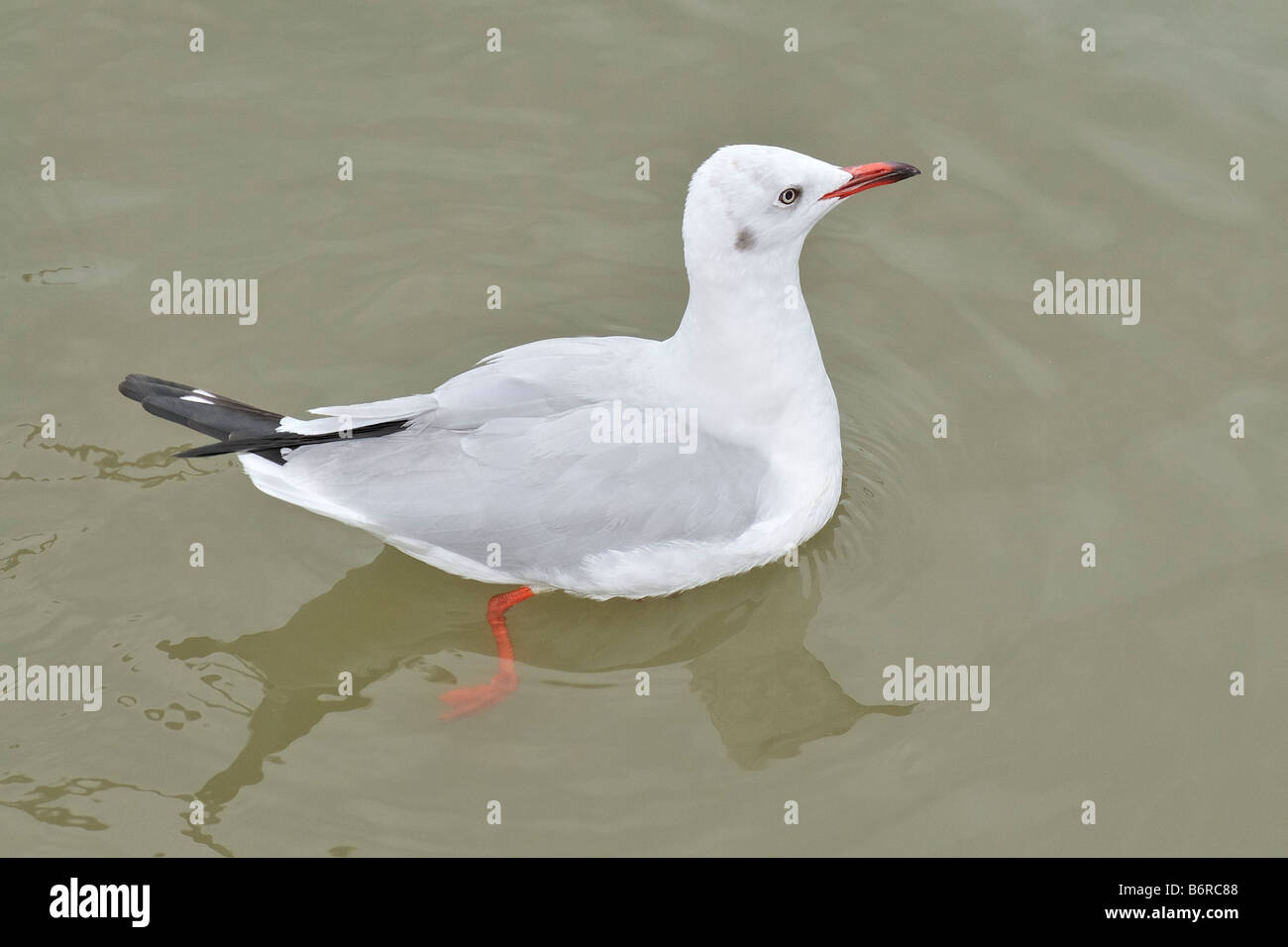 Seagull relaxing in the sea Stock Photo - Alamy